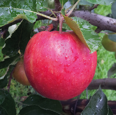 Rubinstar - Äppelriket